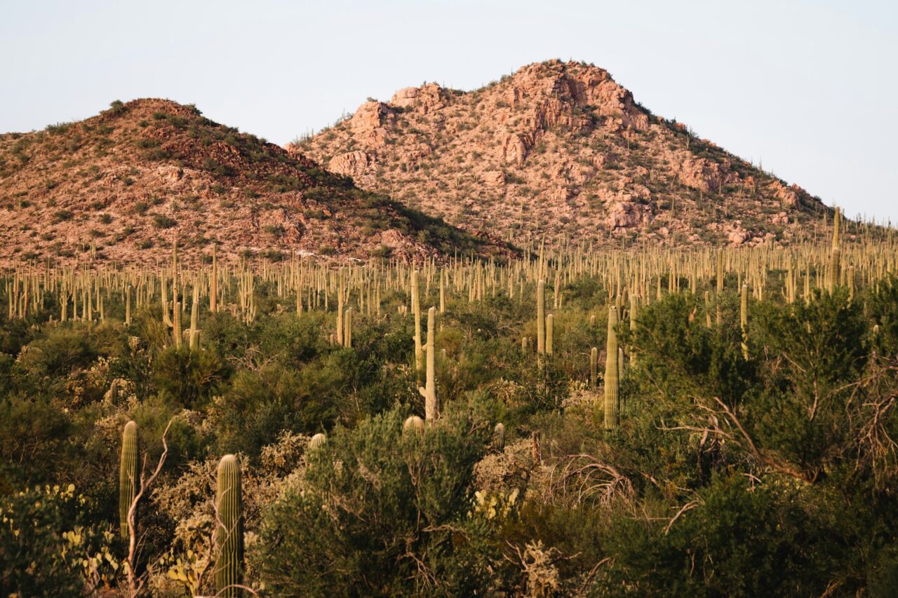 Saguaro National Park: A Desert Wonder to Explore | Traveling Know How